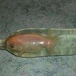 FIC/SOL - Fish In Condom Price on Raydium | GeckoTerminal