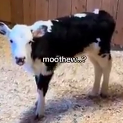 moothew/SOL - gay ahhh cow Price on Raydium | GeckoTerminal