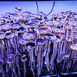 ops/SOL - Open science Price on Raydium | GeckoTerminal