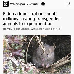 transmouse/SOL - 1st trans mouse Price on Raydium | GeckoTerminal