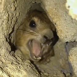 AWAWA/SOL - Screaming Hyrax Price on Raydium | GeckoTerminal