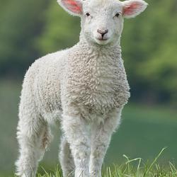 WIGGA/SOL - WIGGA Price on Raydium | GeckoTerminal