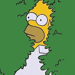 Homer/SOL - Homer’s Hedge Fund Price on Raydium | GeckoTerminal