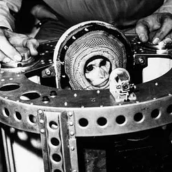 Albert/SOL - First Space Monkey Price on Raydium | GeckoTerminal