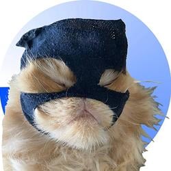 SKIC/WETH - Ski Mask Cat Price on Uniswap V2 (Base) | GeckoTerminal